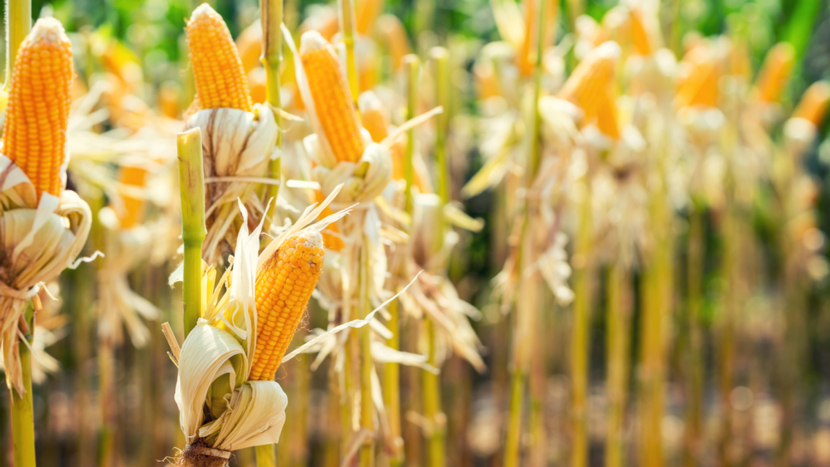 Higher Chinese corn imports boost panamax bulkers :: Lloyd's List