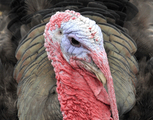Turkey with all the trimmings? Or cold turkey :: Lloyd's List